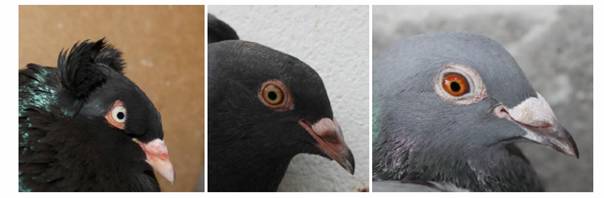Pigeon Racing Eyes