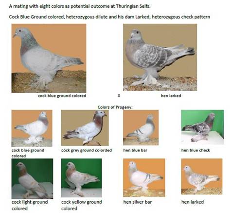 Pigeon Color Genetics